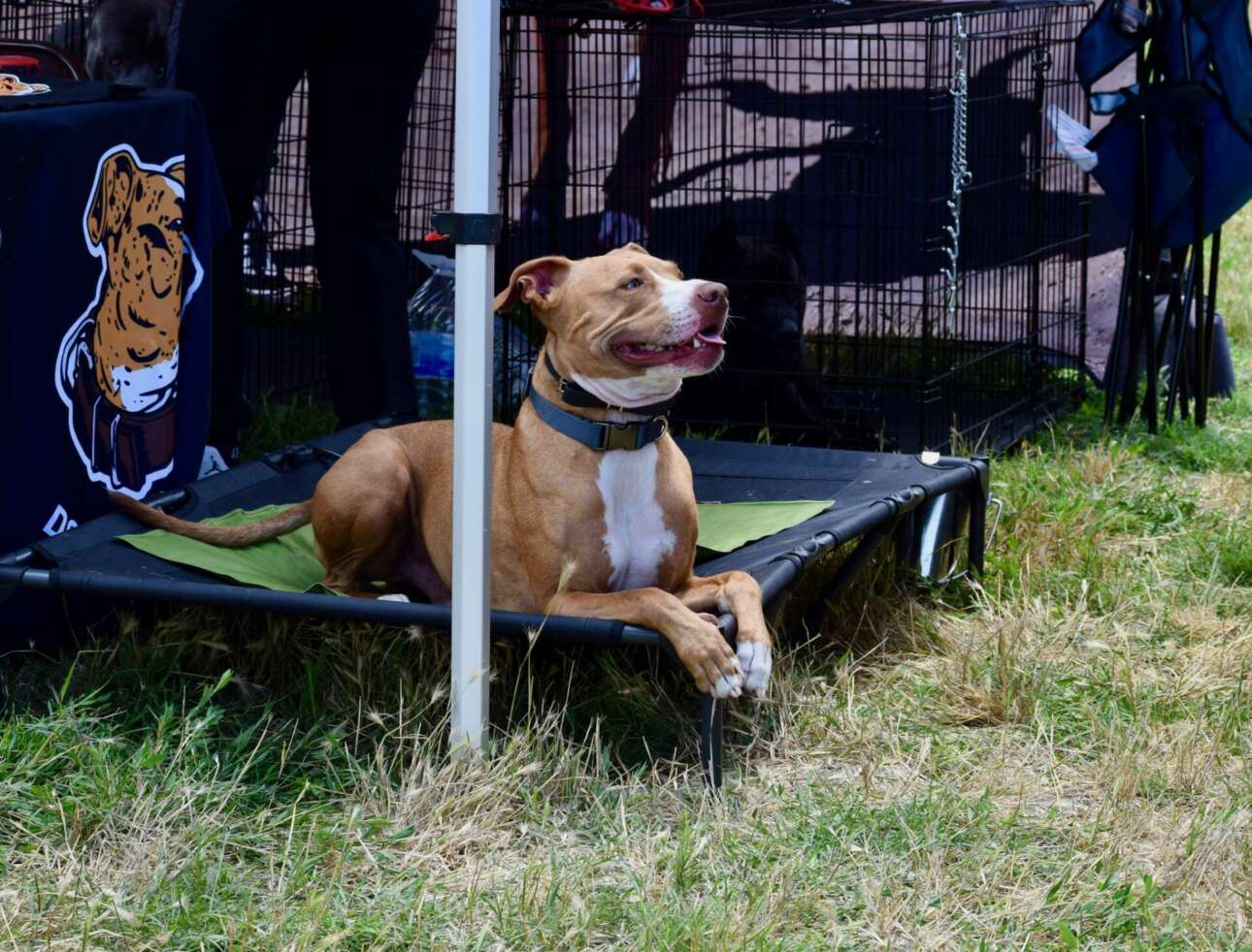 Meet Cane Corso Meetup - CanvasRebel Magazine