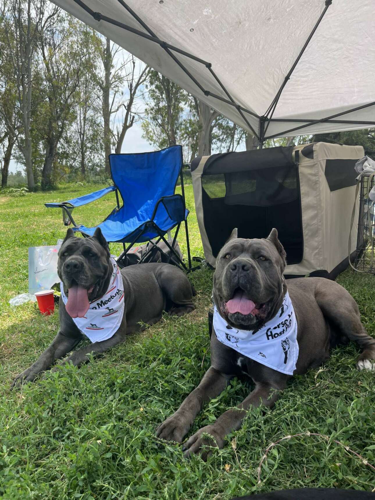 Meet Cane Corso Meetup - CanvasRebel Magazine