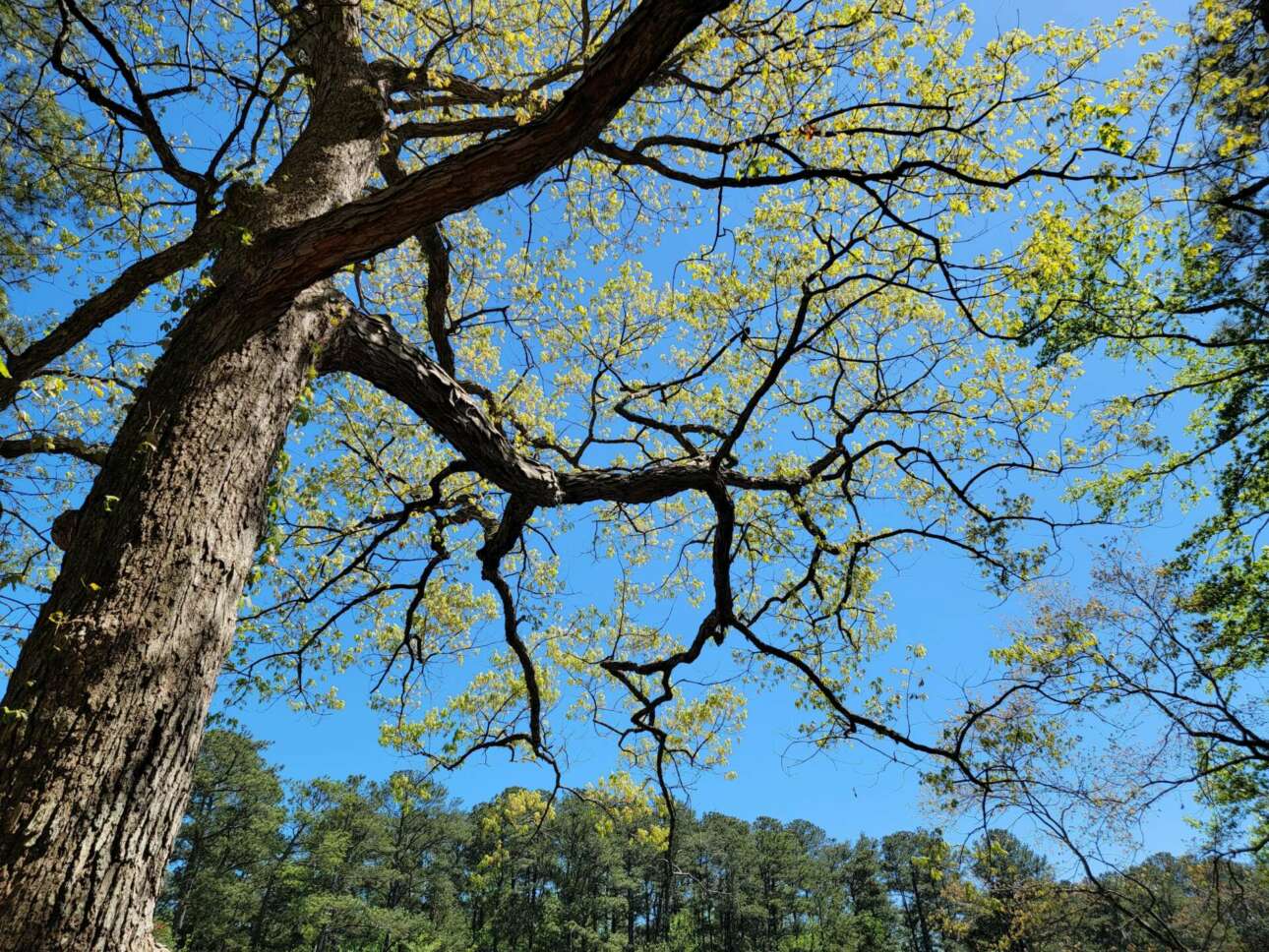 Meet Holly Bills – CanvasRebel Magazine