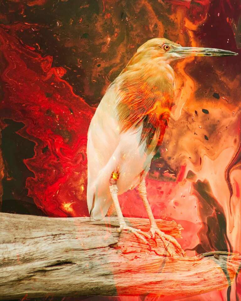 Meet Sarah Pfeifer – CanvasRebel Magazine