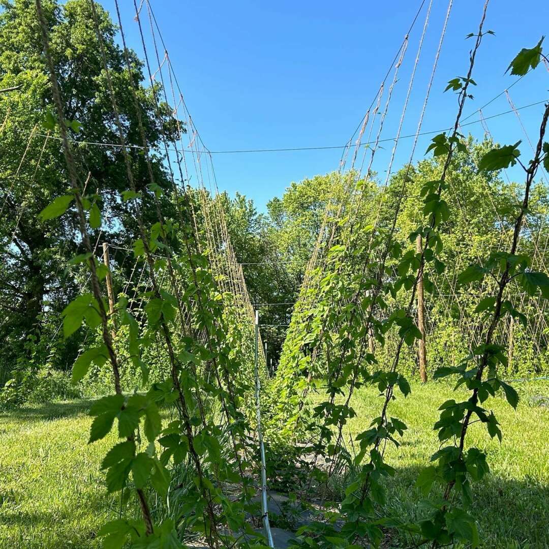 Meet Victoria Meade - CanvasRebel Magazine