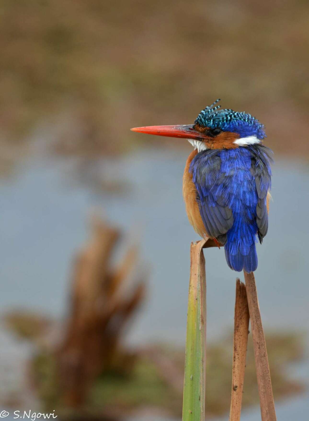 Meet STEVEN NGOWI – CanvasRebel Magazine