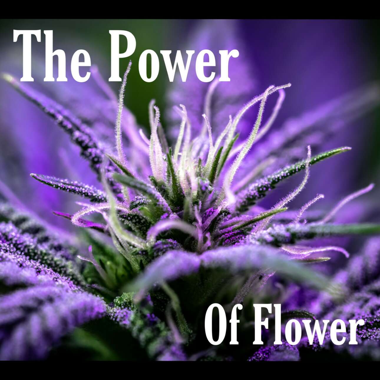 Meet Daniel Glover - CanvasRebel Magazine