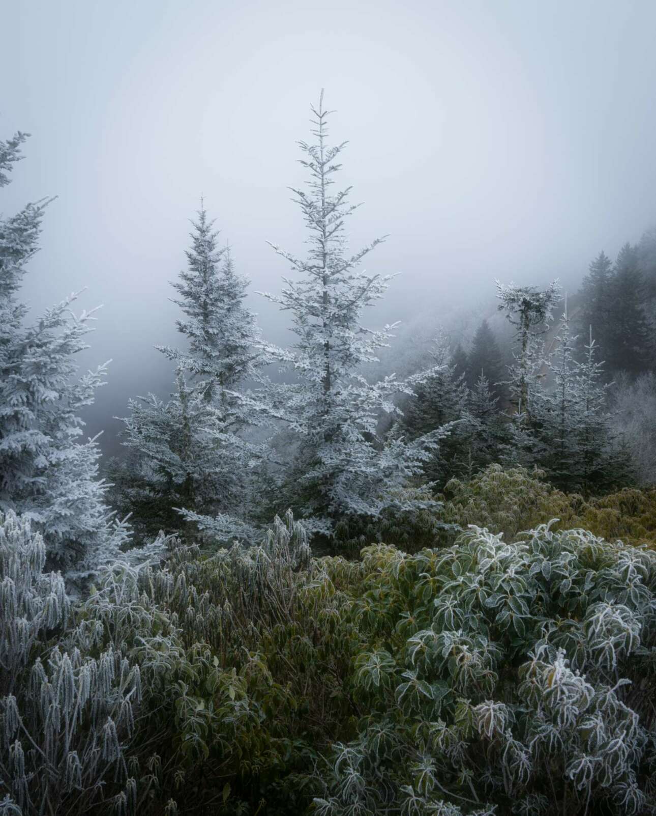 Meet Craig DeForest – CanvasRebel Magazine