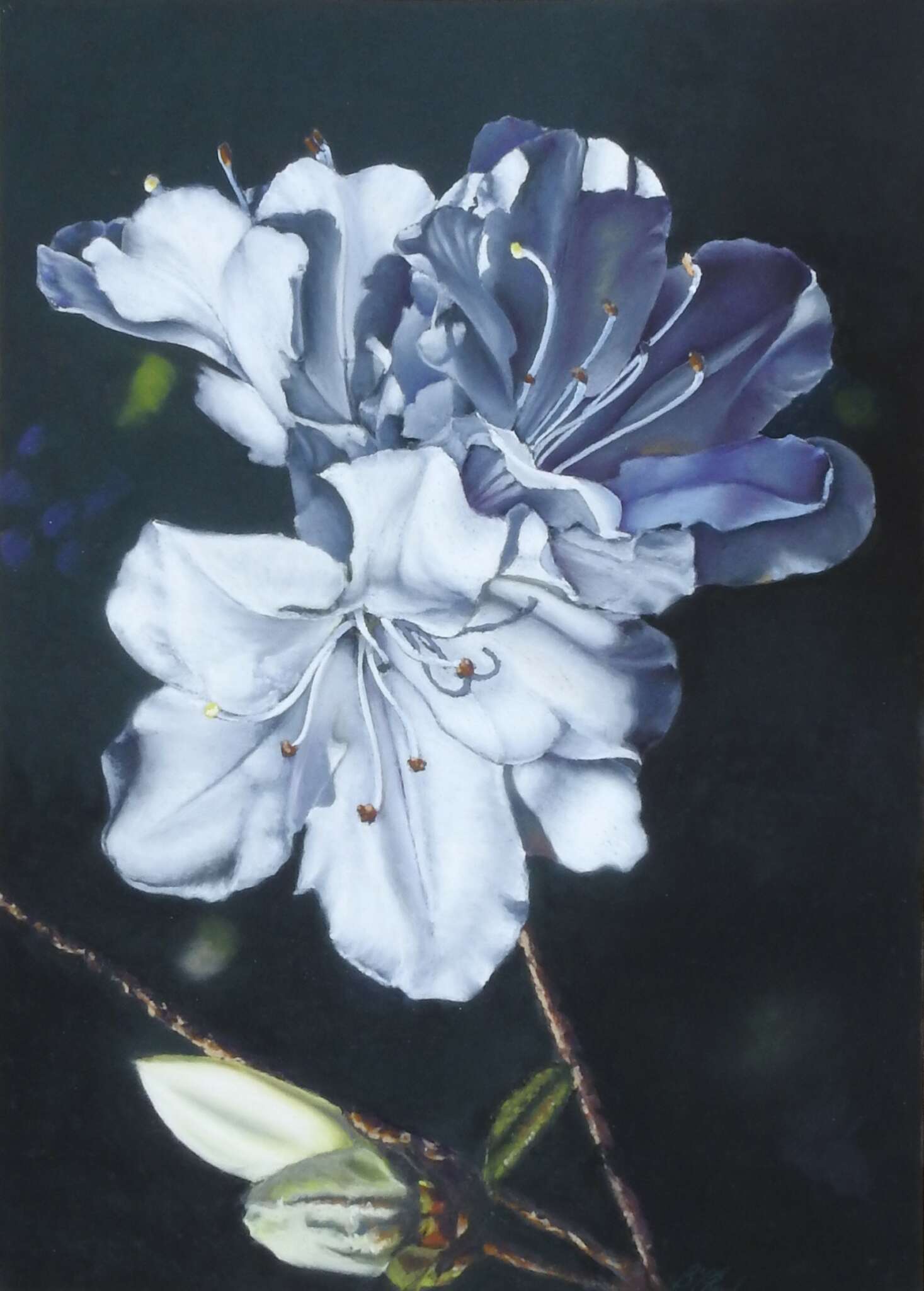 Meet BF Reed – CanvasRebel Magazine