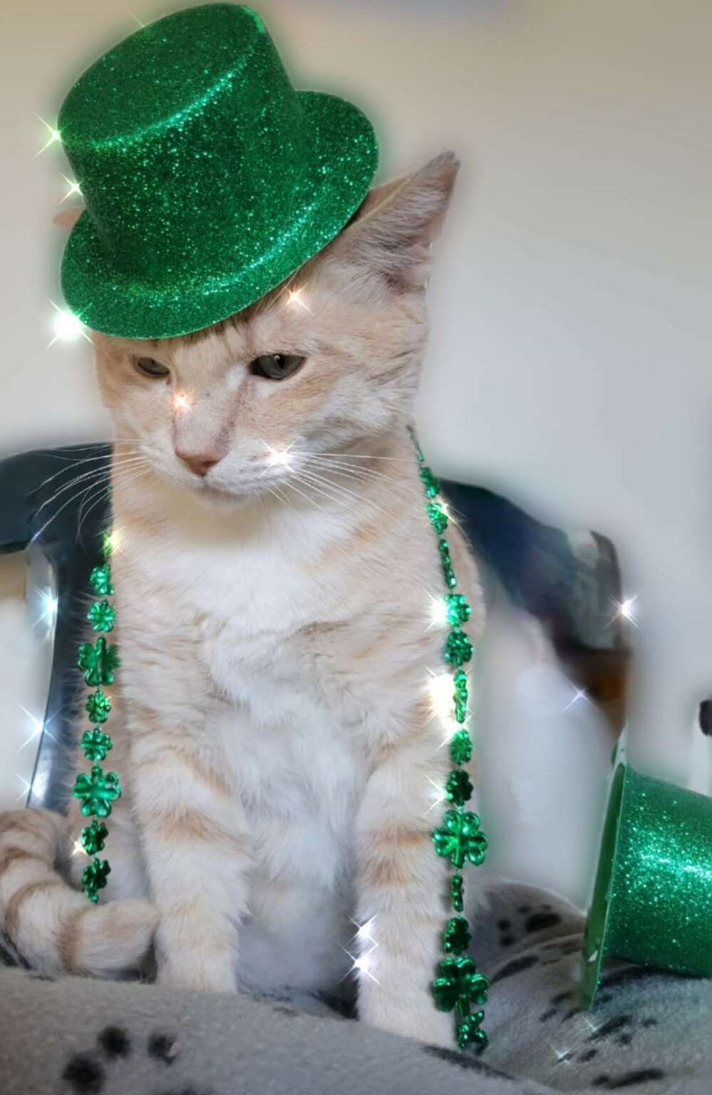 Meet Flavia Pradolin – CanvasRebel Magazine