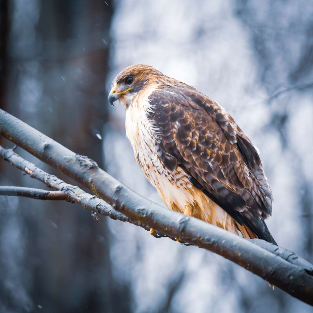 Meet Joe Cola – CanvasRebel Magazine