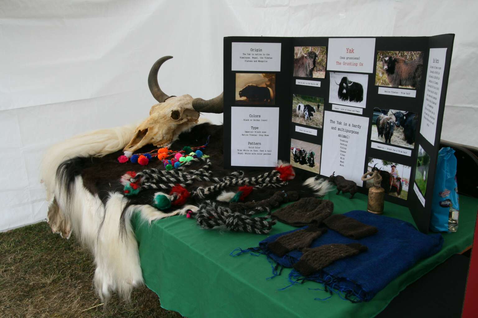 Meet Sandra Matheson – CanvasRebel Magazine