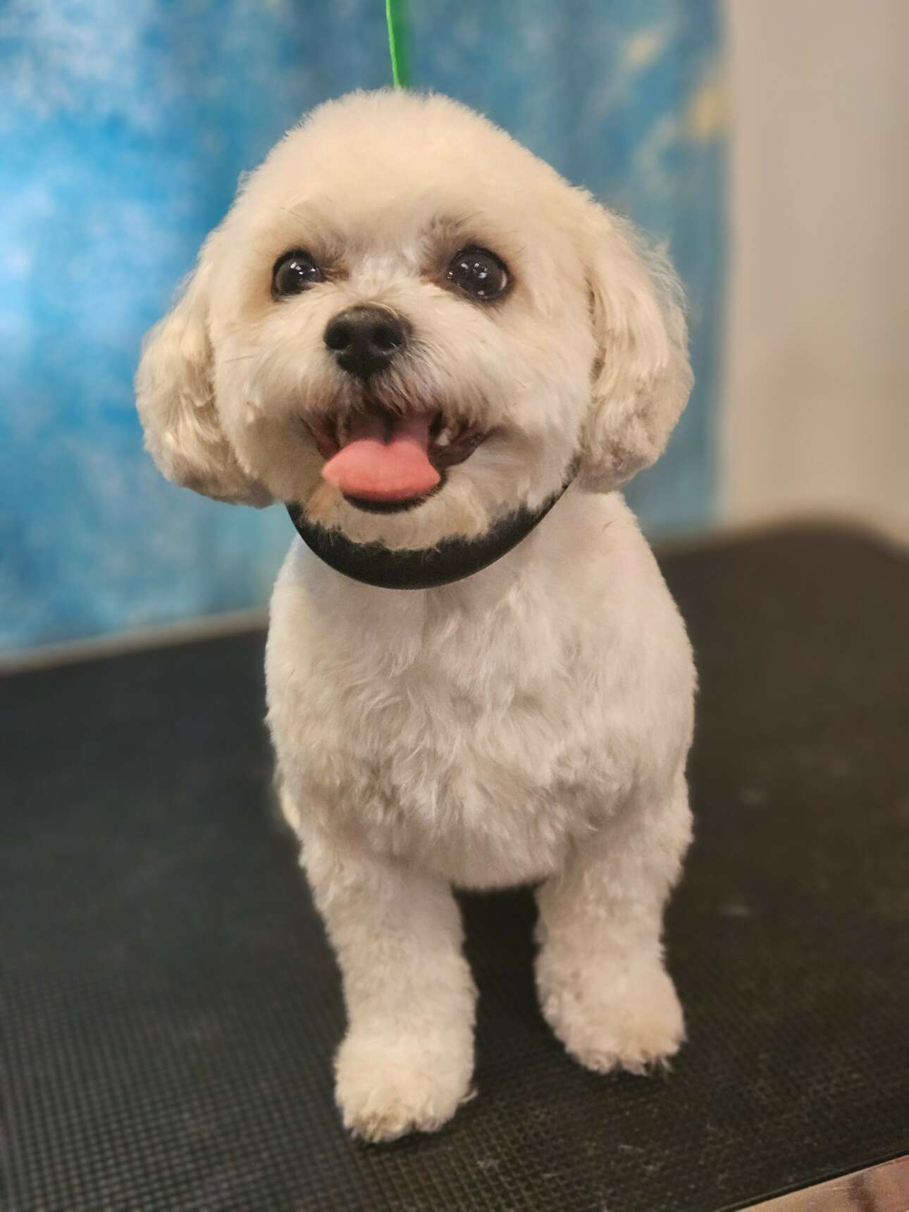 Meet Shaina Agnew – CanvasRebel Magazine