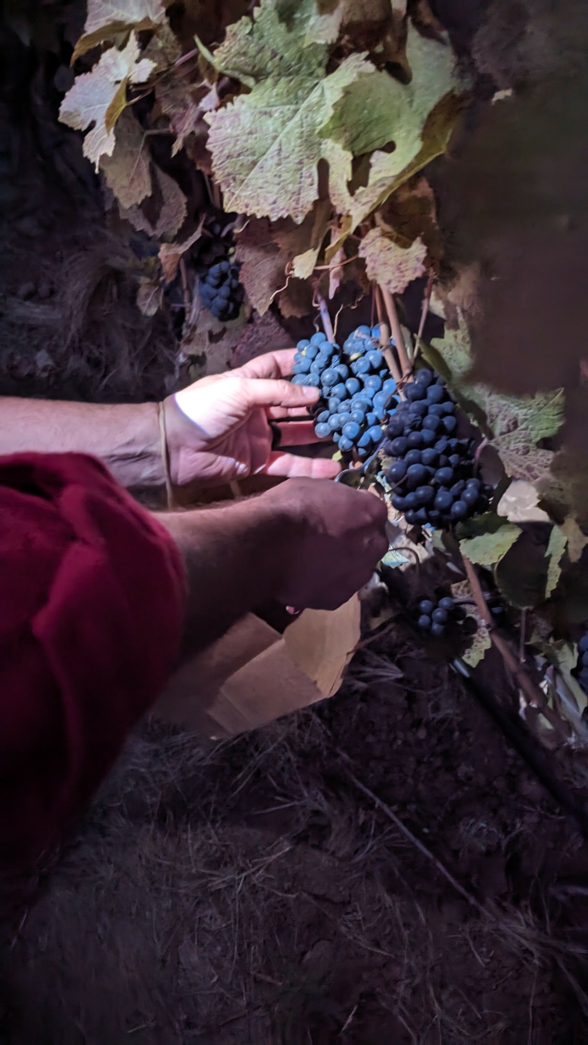 Meet Travis Todd – CanvasRebel Magazine