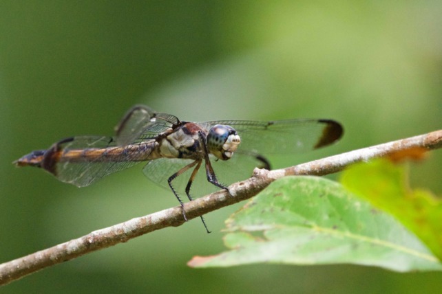 Meet Christopher Joe – CanvasRebel Magazine